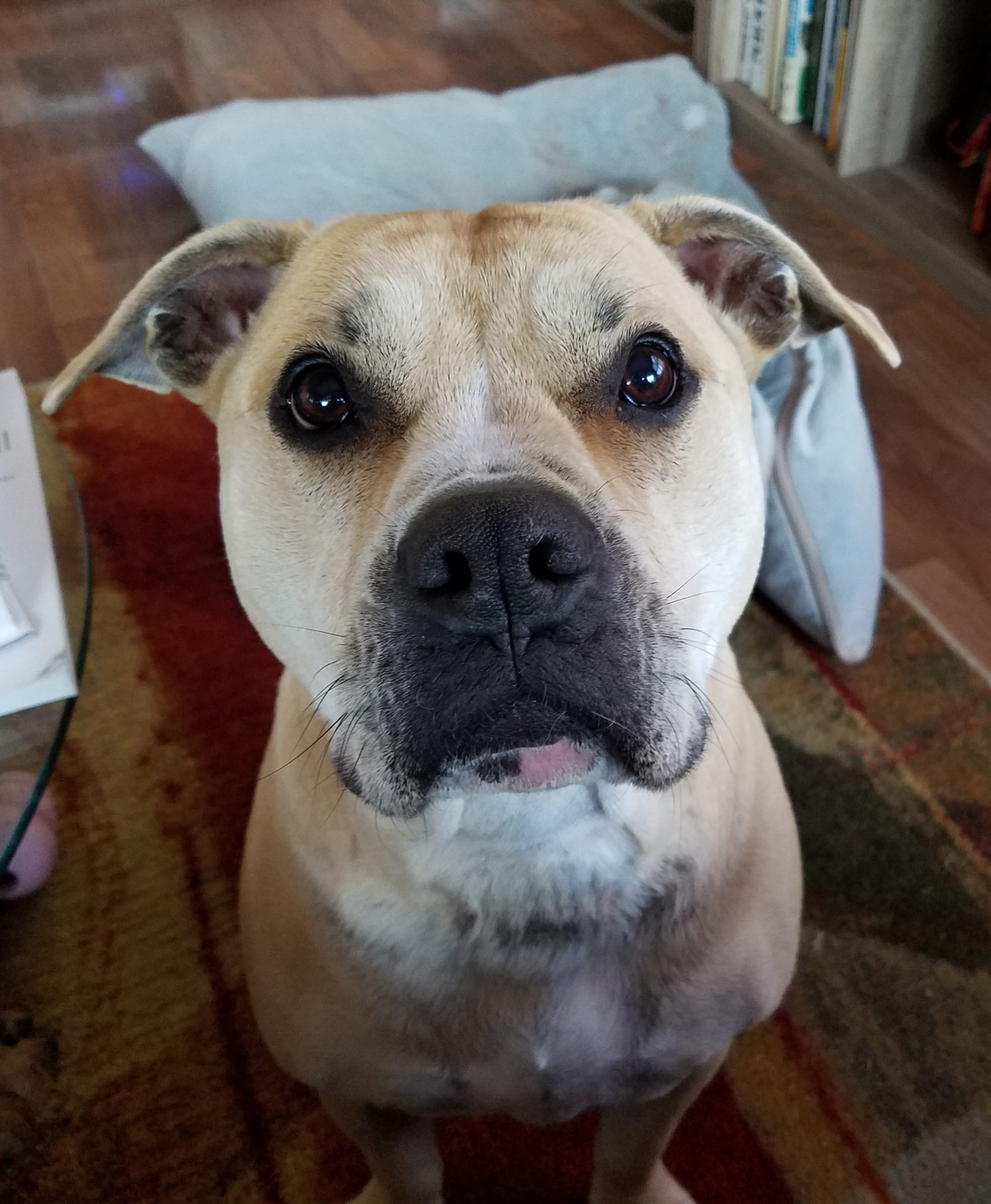 Gotcha Day, Every Day | Will Stolzenburg